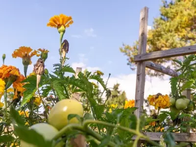 Companion Planting In Permaculture | Creating Natural Partnerships For ...